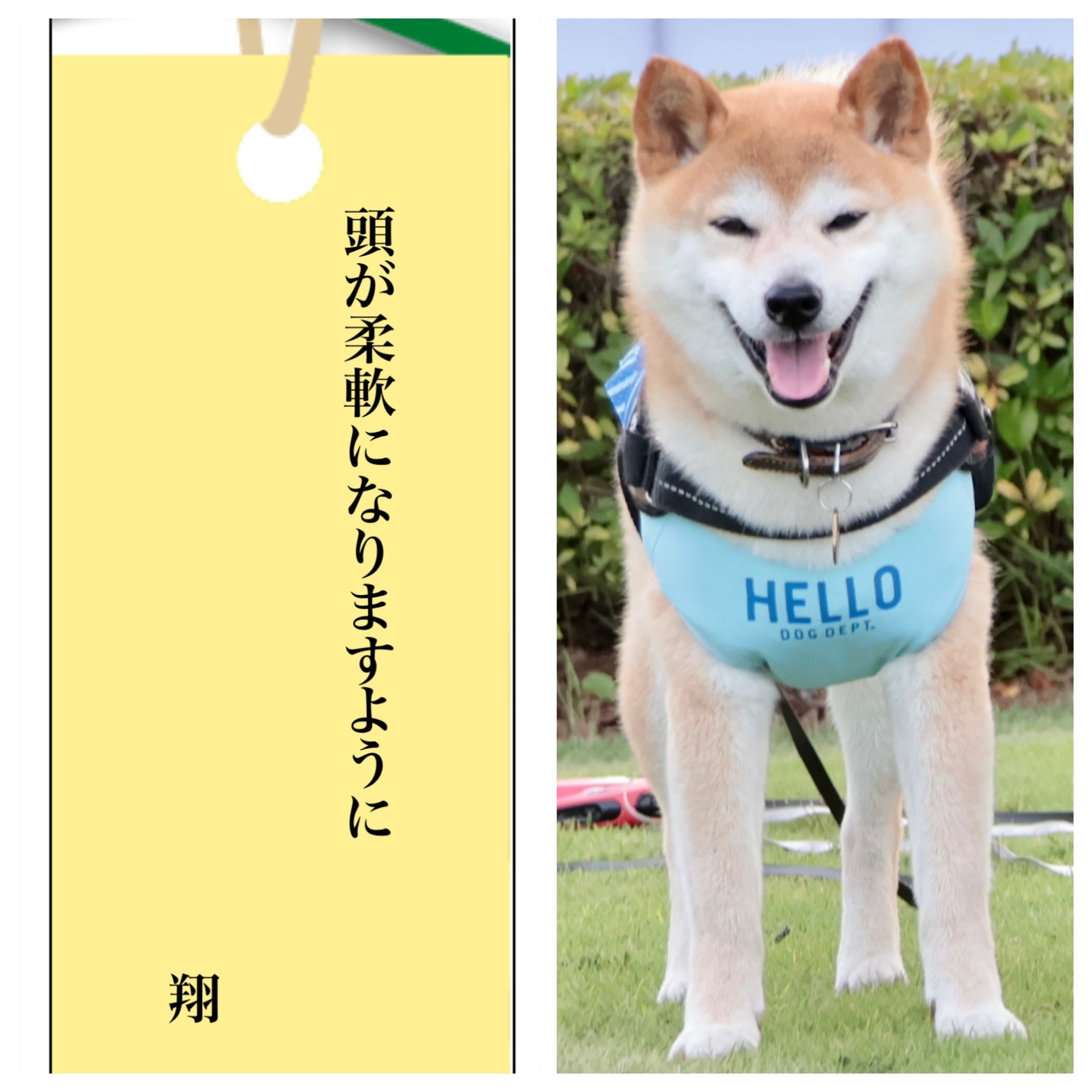 毎年恒例 七夕の願い事: 柴犬凜の勇気凜々every day Part2