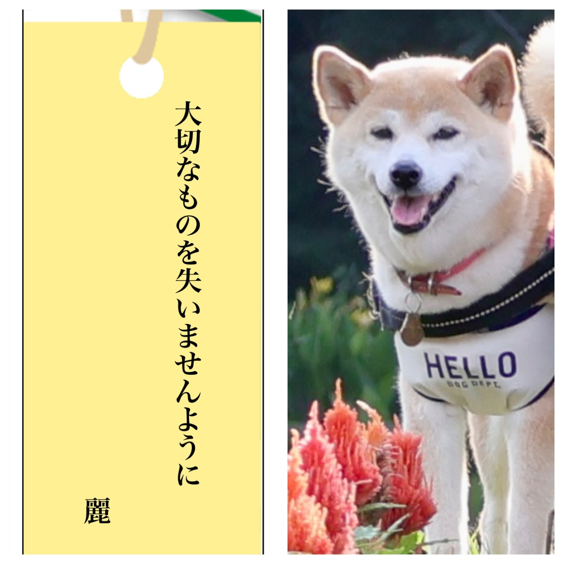 毎年恒例 七夕の願い事: 柴犬凜の勇気凜々every day Part2